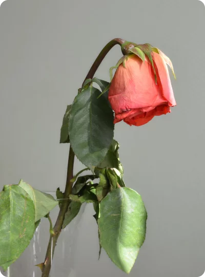 Erectile Dysfunction Treatment | Sexual dysfunction | Mega Aid