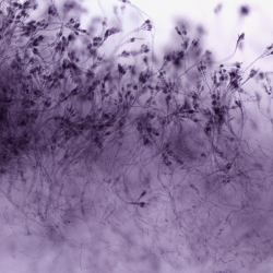 Mega Aid | PCAB-Accredited Compounding Pharmacy in New York